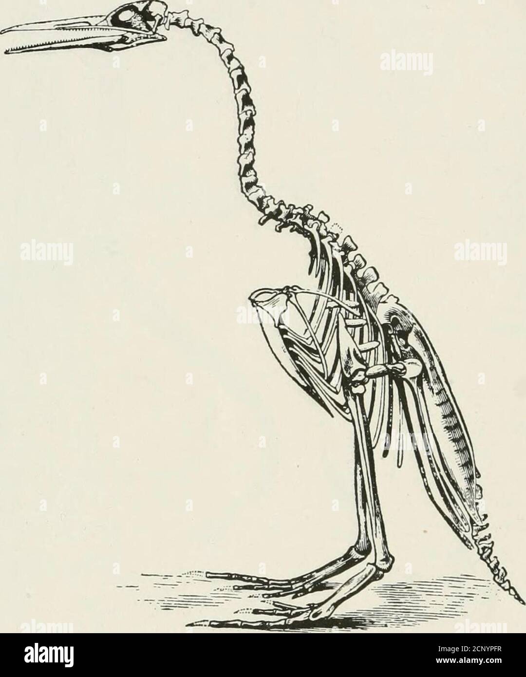 . The oist . = O 3 i^P.h 180 THE OOLOGIST. Skeleton o^ He$perornis ...