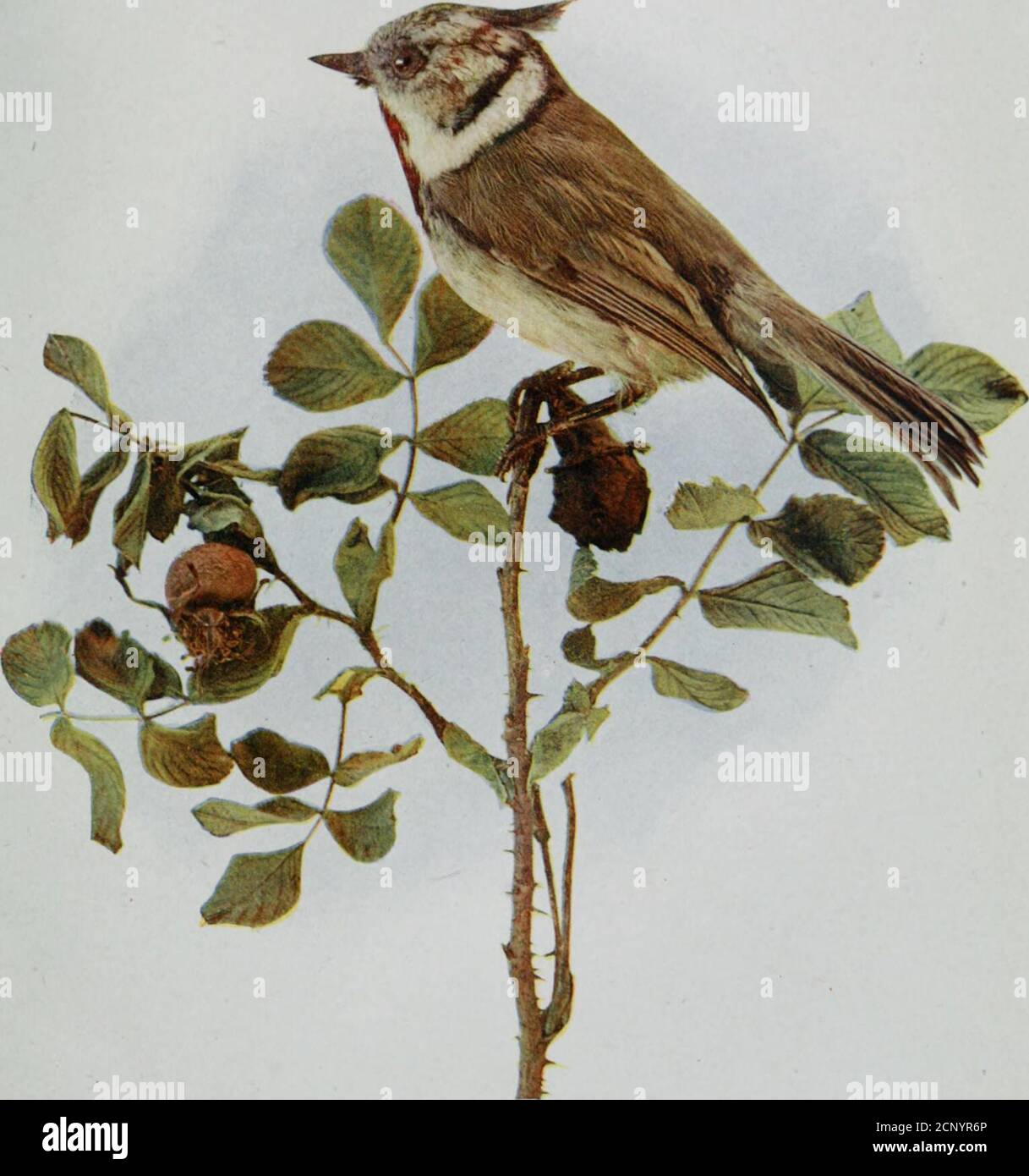 Young titmouse hi-res stock photography and images - Alamy