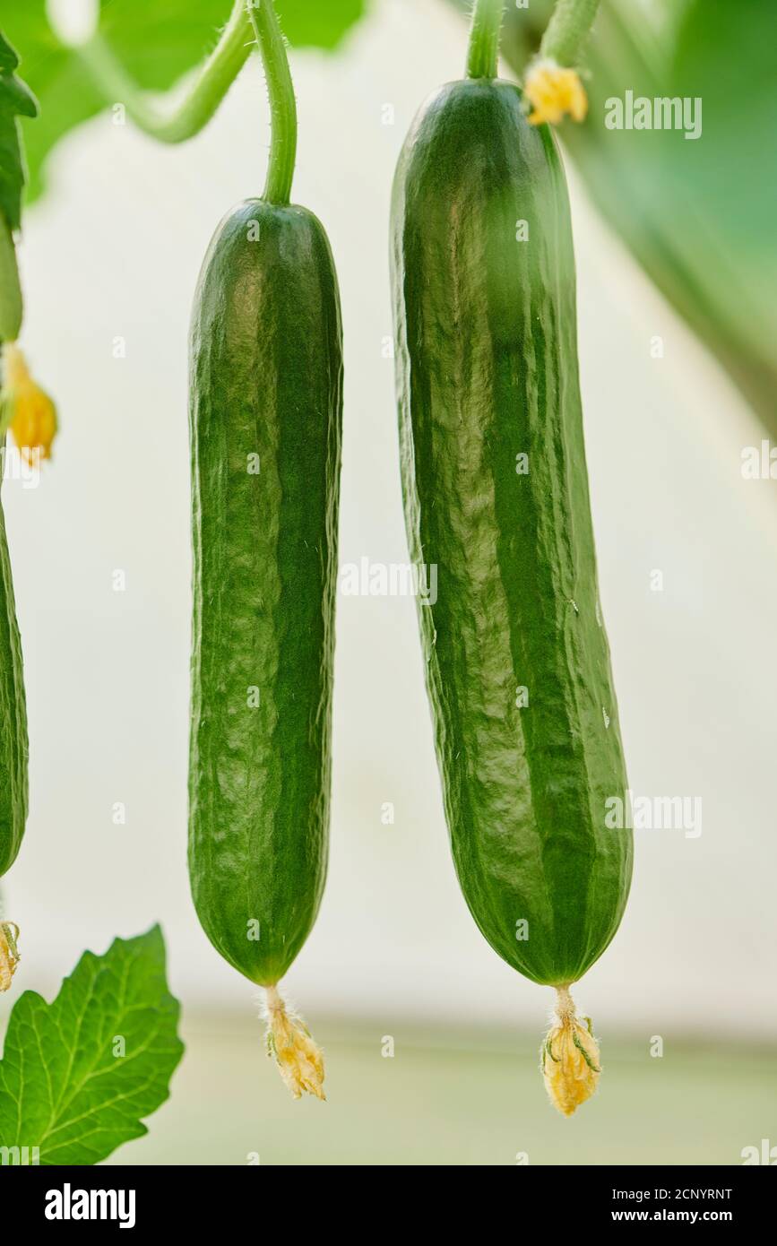 Cucumber (Cucumis sativus), fruits, breeding, close-up Stock Photo - Alamy