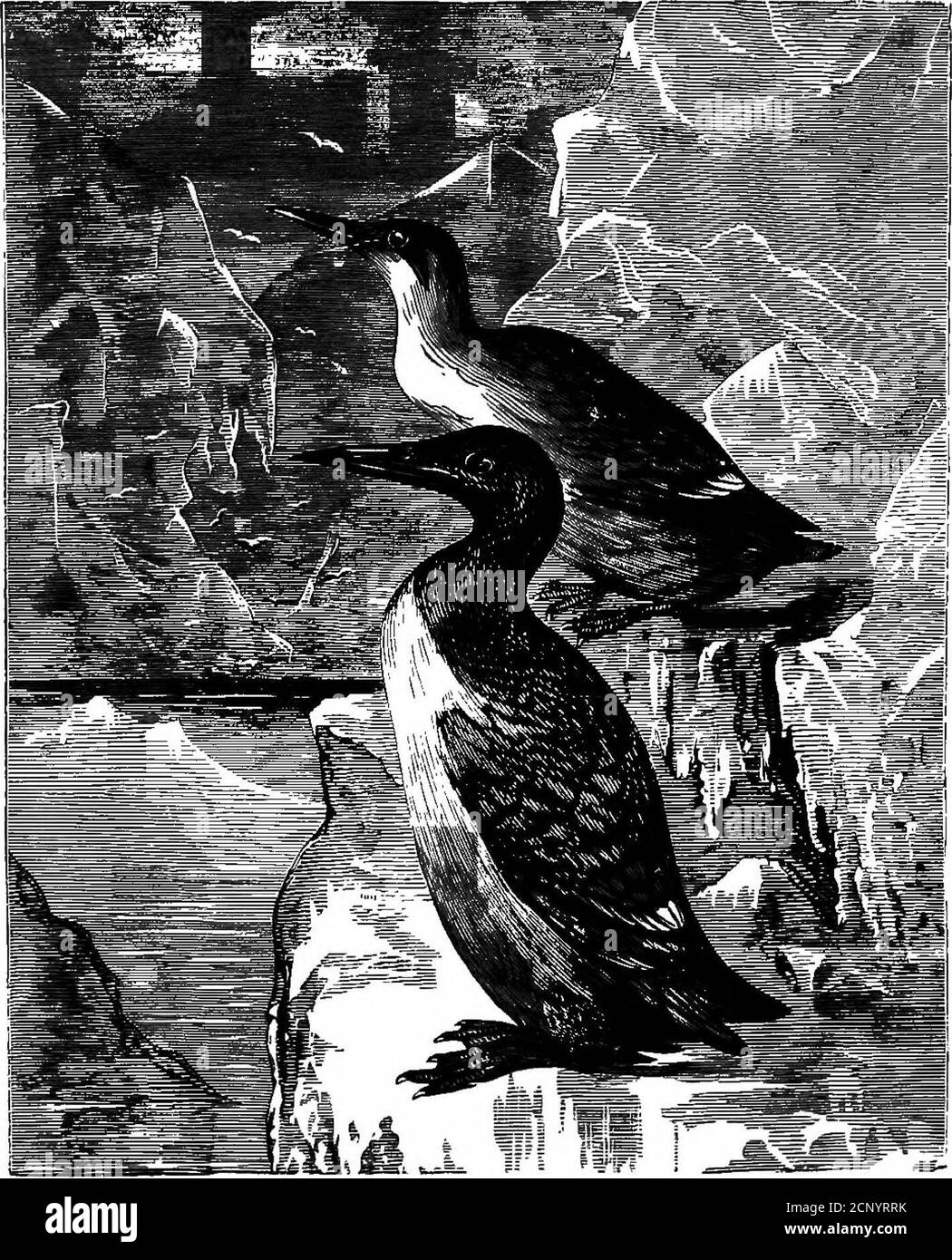 Extinct north american species Black and White Stock Photos & Images ...