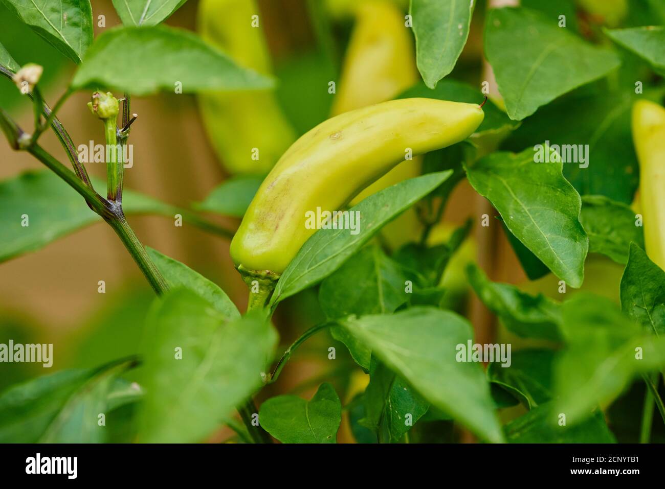 Capsicum annuum solanum hi-res stock photography and images - Alamy