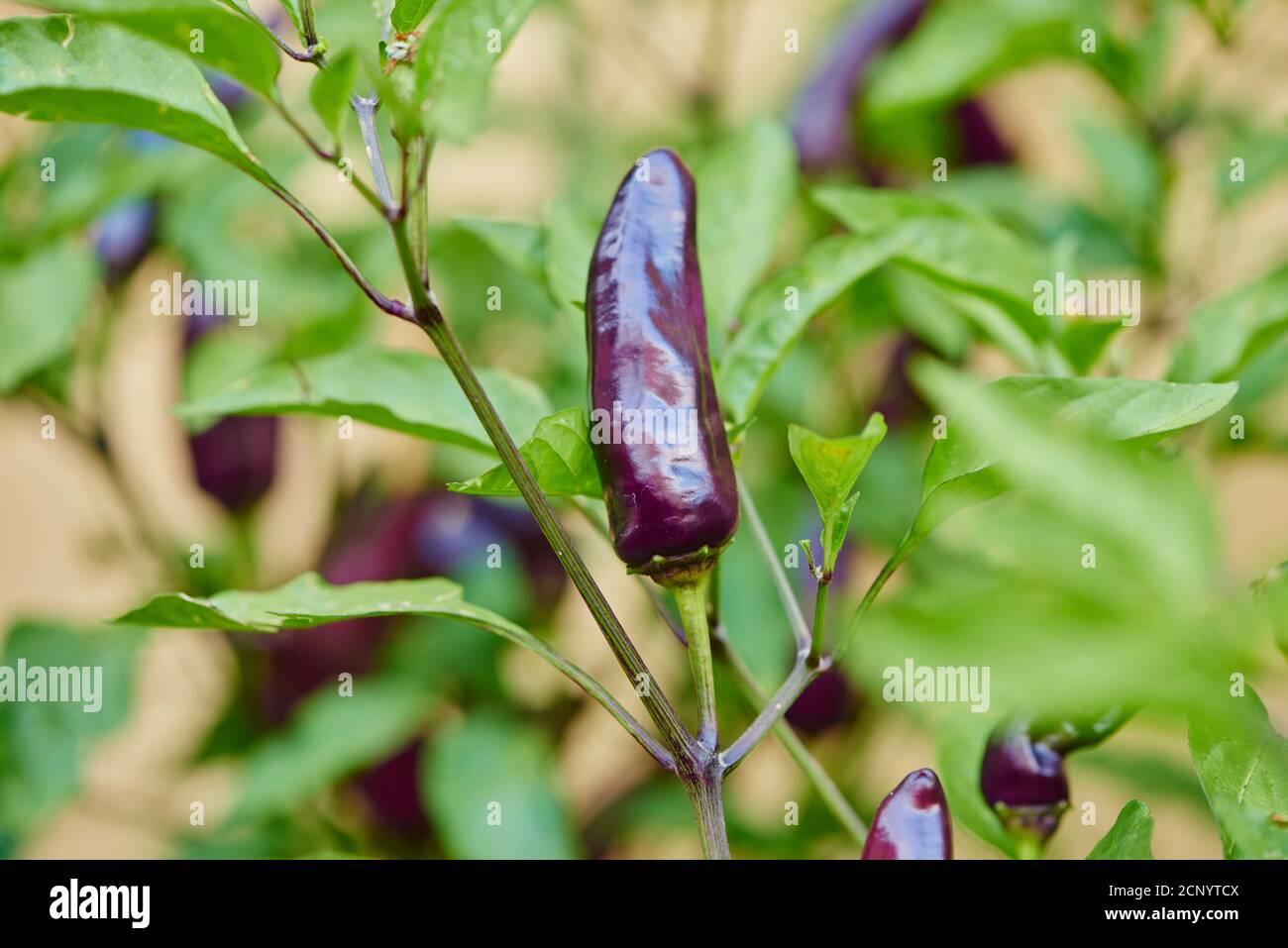 Spanish pepper (Capsicum annuum), fruits, ripe, close-up Stock Photo ...