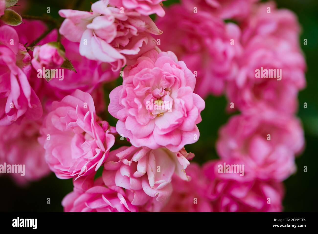 Excelsa rose hi-res stock photography and images - Alamy