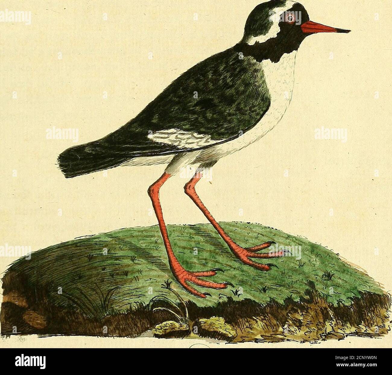 Birds With Legs On Head