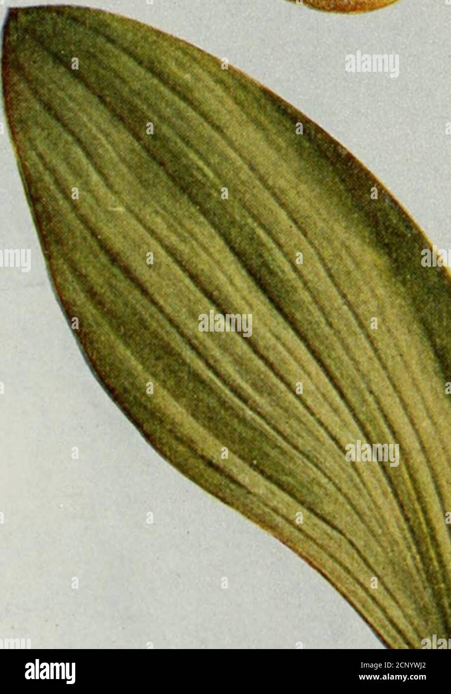 Wind pollination grasses hi-res stock photography and images - Alamy