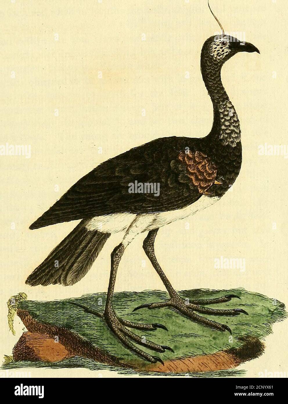 Mandi tribe hi-res stock photography and images - Alamy