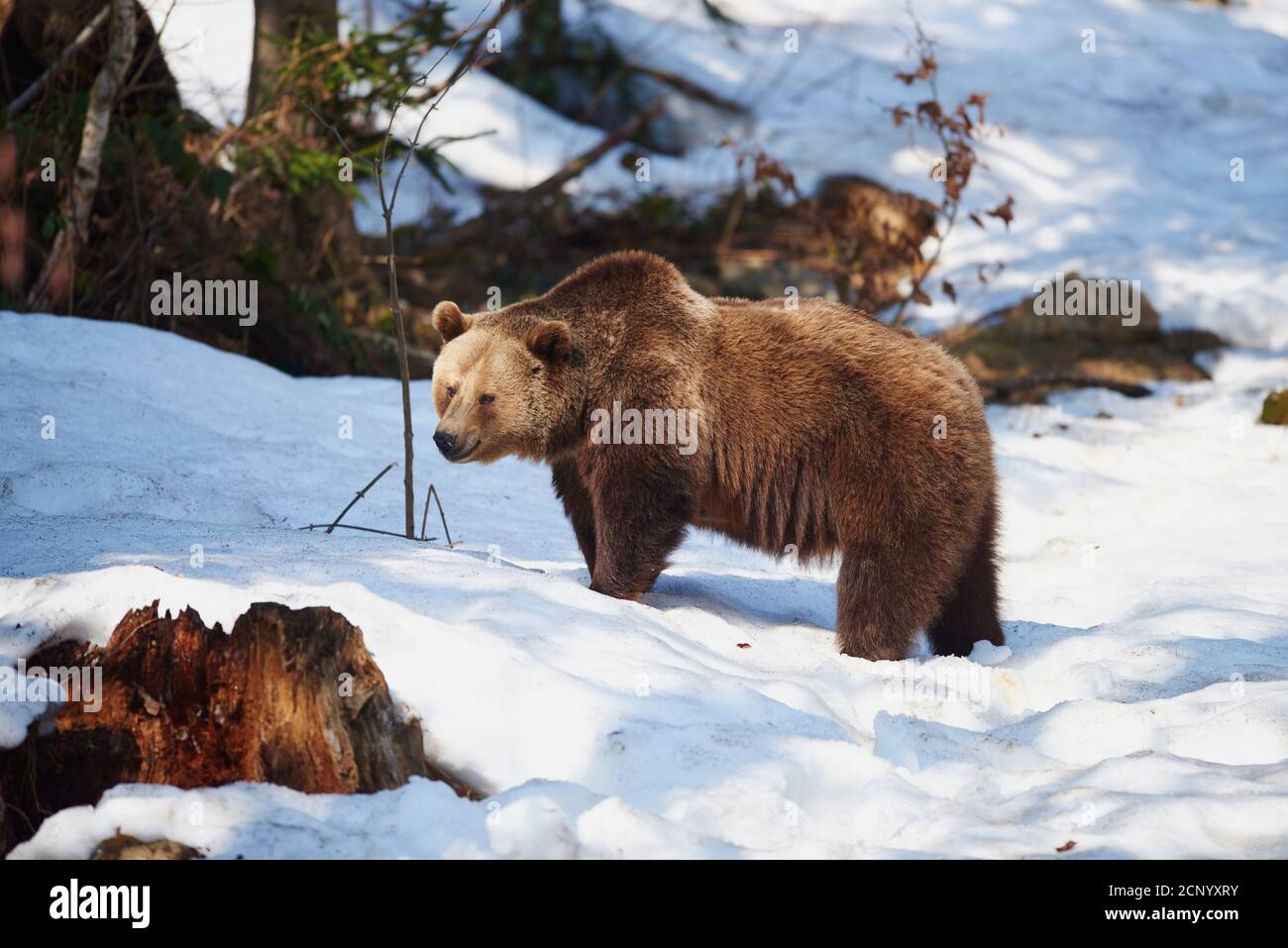 Eurasian brown bear (Ursus arctos arctos), winter, sideways, standing ...