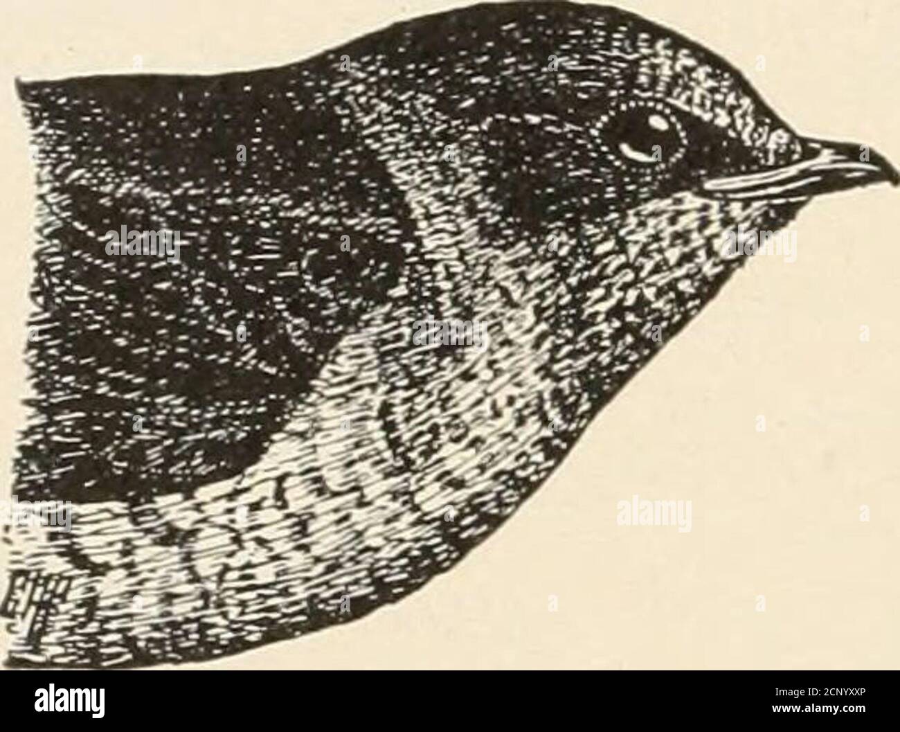 Chirruping High Resolution Stock Photography and Images - Alamy