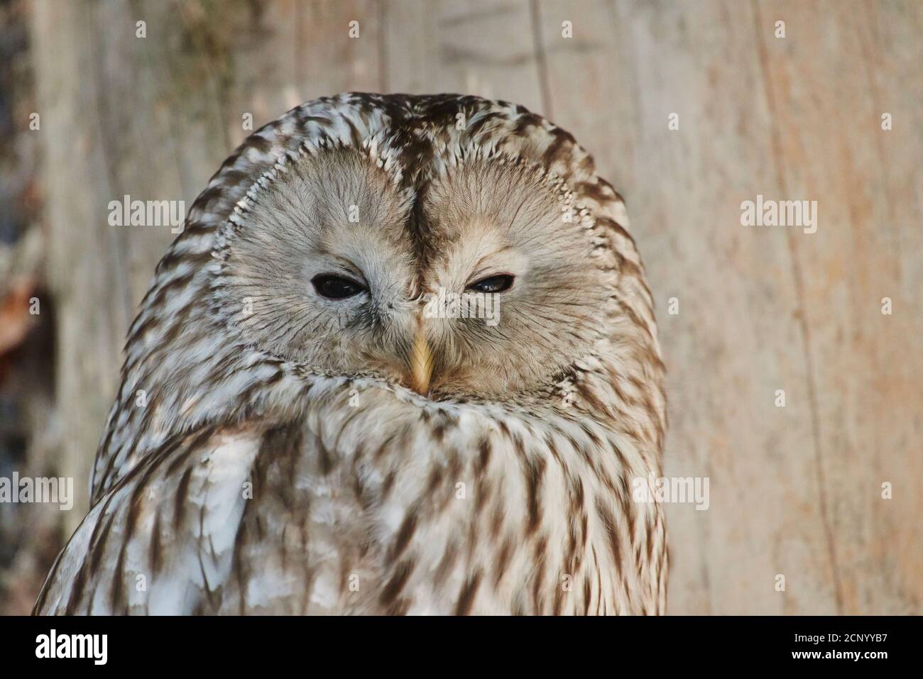 Full body owl hi-res stock photography and images - Alamy