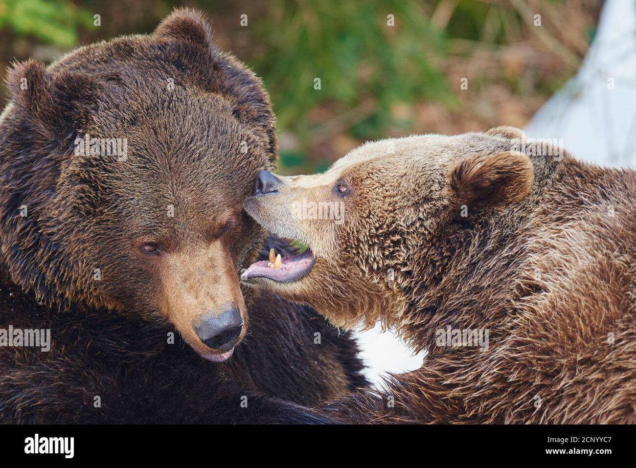 Bear combat hi-res stock photography and images - Alamy
