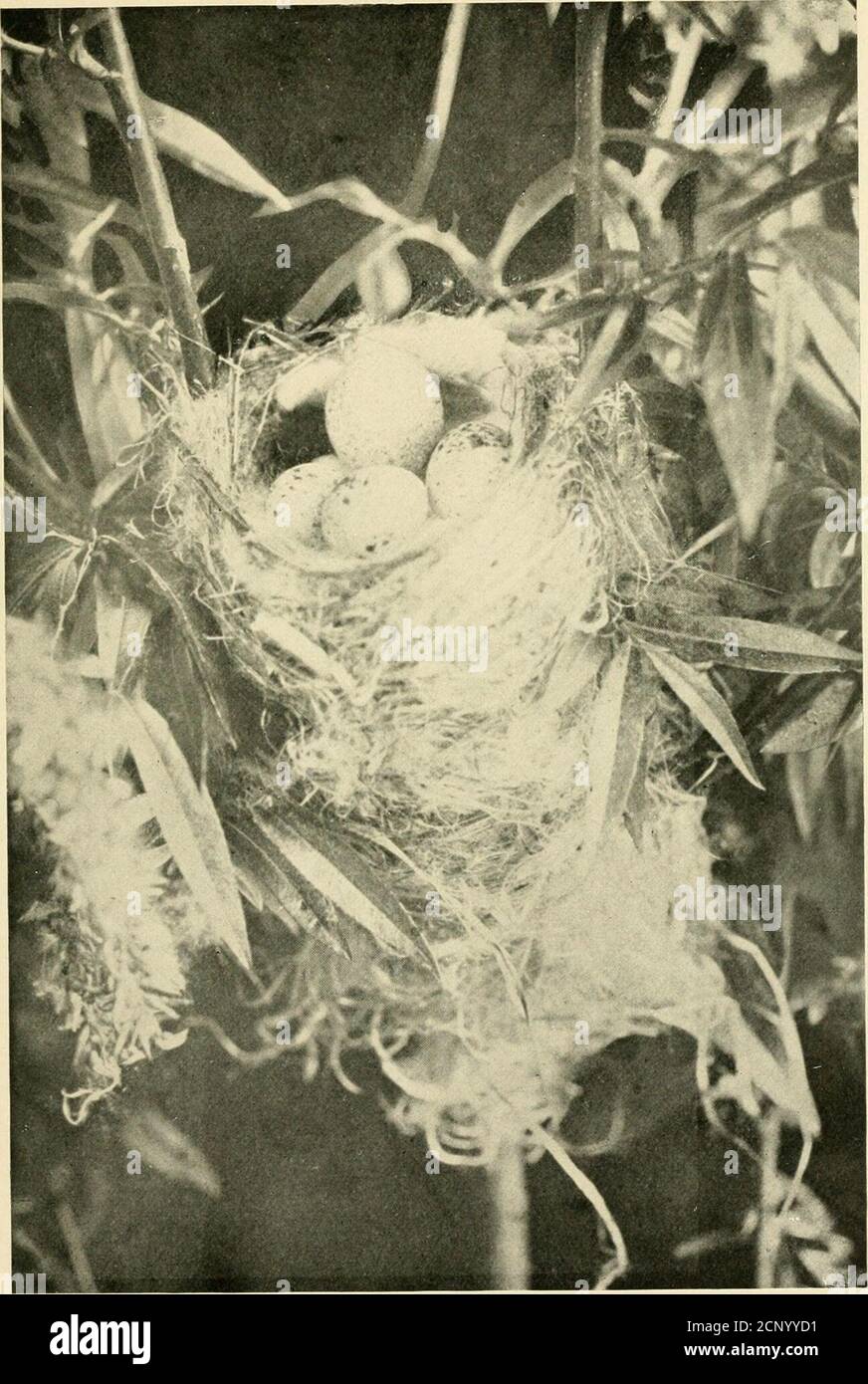 Cowbird egg hi-res stock photography and images - Alamy