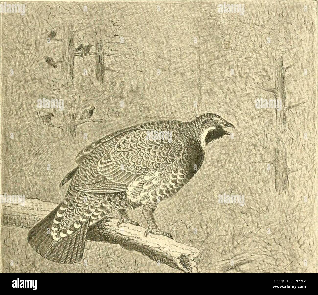 . The gallinaceous game birds of North America, including the ...