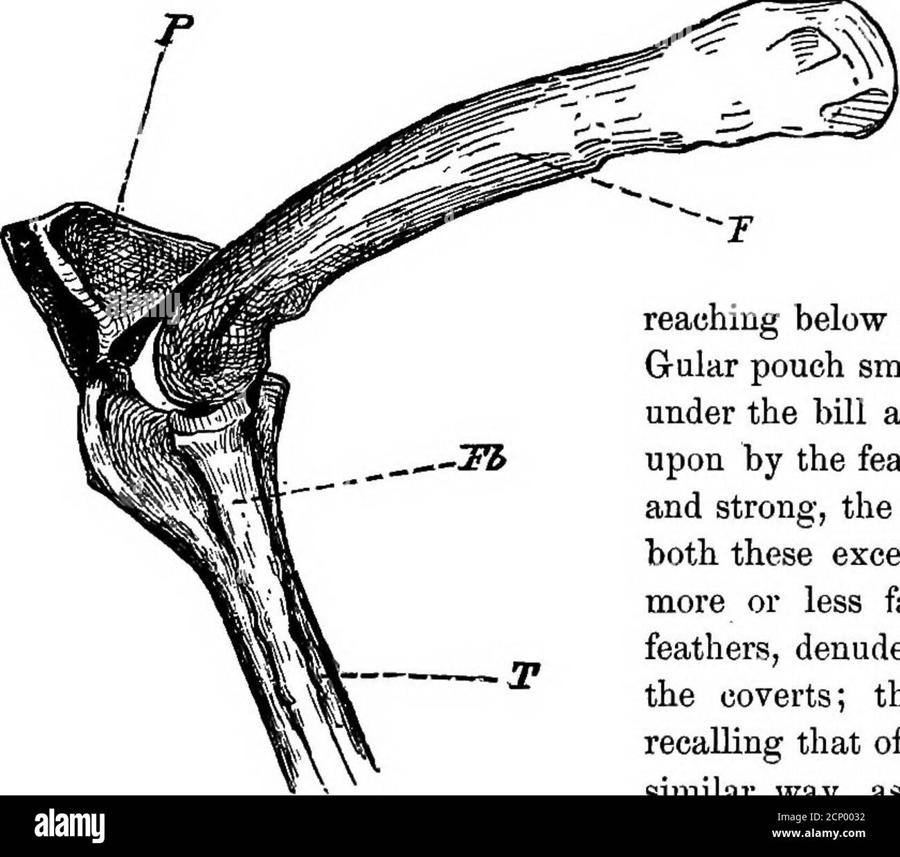 Scansorial bird hi-res stock photography and images - Alamy