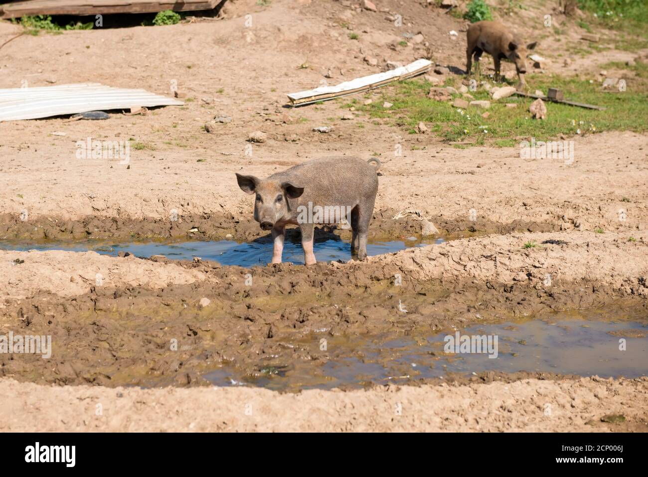 Landscape farm puddle farmer hi-res stock photography and images - Alamy