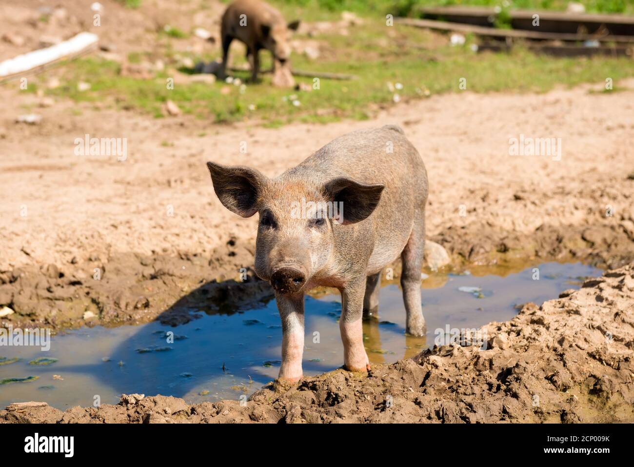 Domestic pig standing in mud hi-res stock photography and images - Alamy