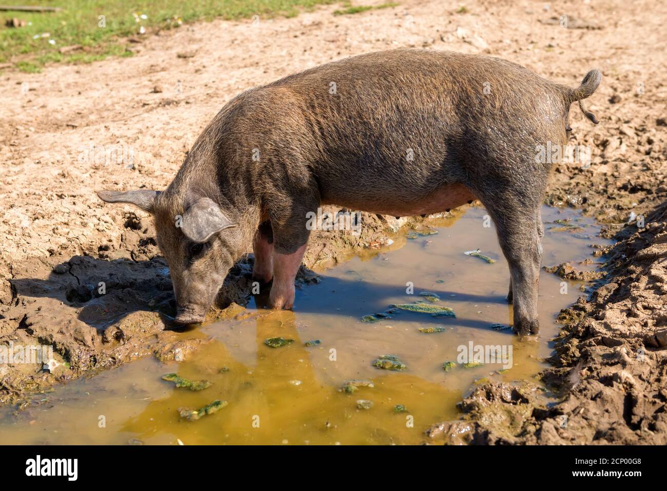 Landscape farm puddle farmer hi-res stock photography and images - Alamy