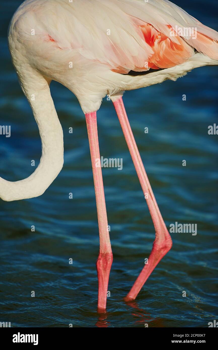 Flamingo feet hi-res stock photography and images - Alamy