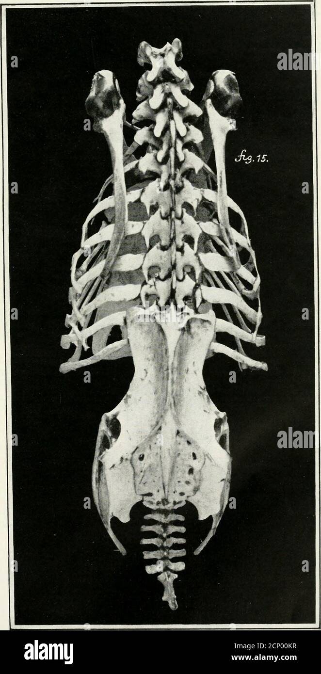 . The Emu . much excavated for its inferior half, which produces a ...