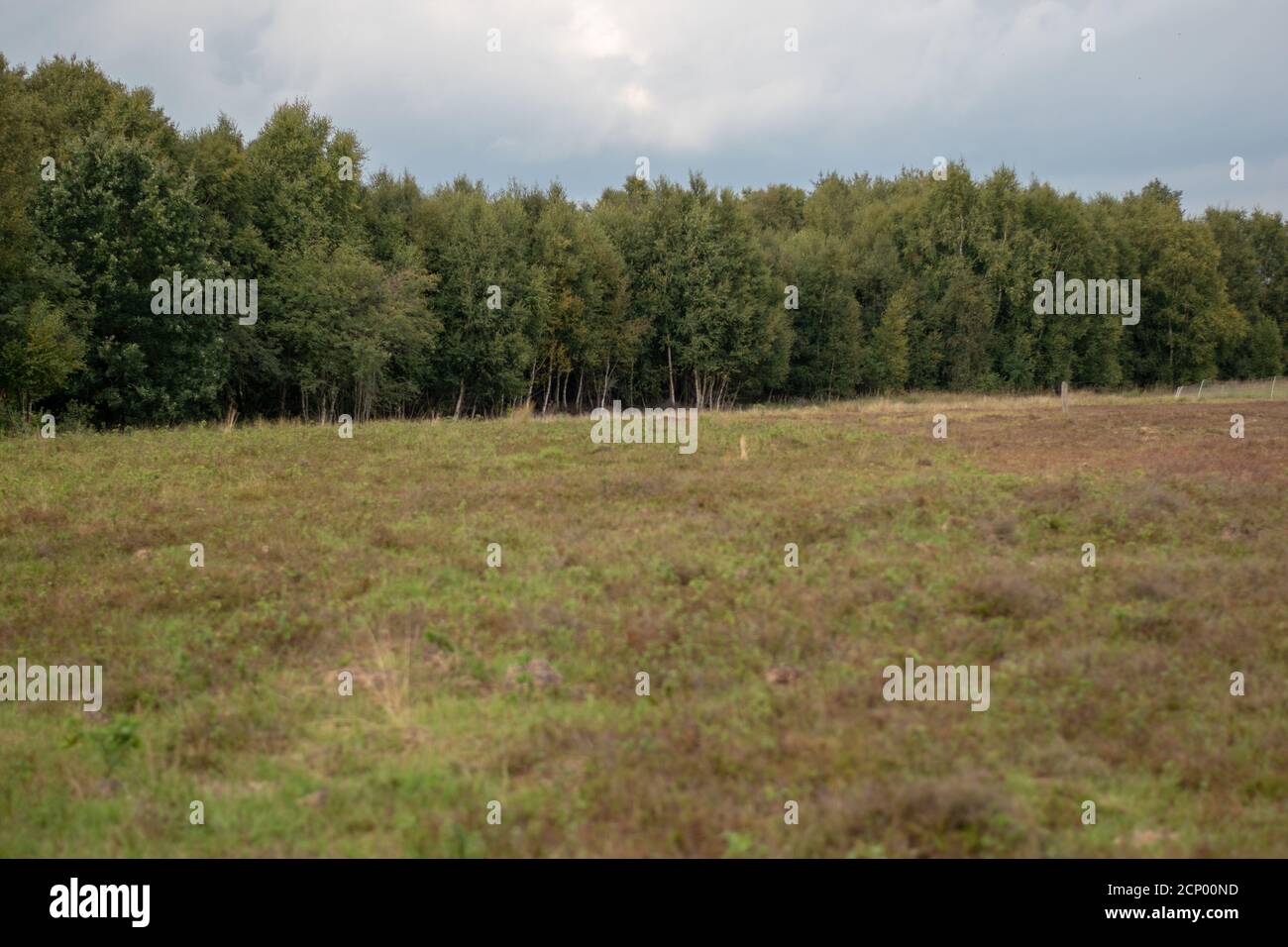 Beautiful view of green field and forest at daytime Stock Photo - Alamy