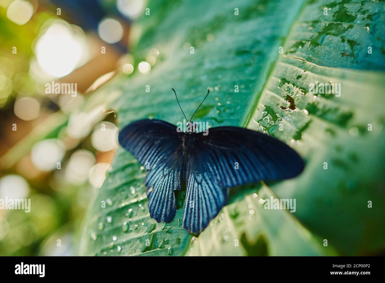 Common Parides (Parides iphidamas) leaf, side, sitting, back view Stock ...