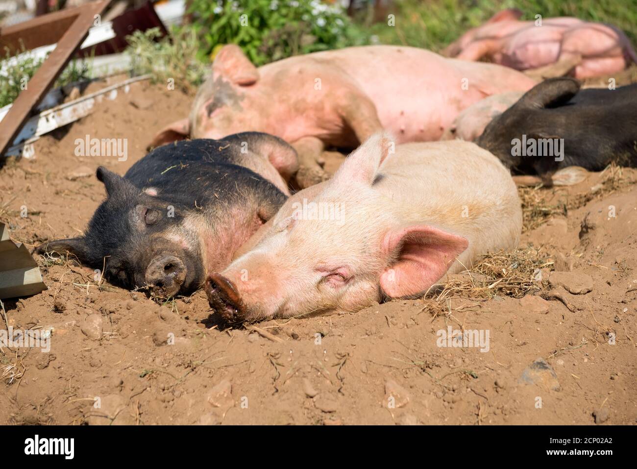 Piglets on a summer day at the farm are sleeping Stock Photo - Alamy