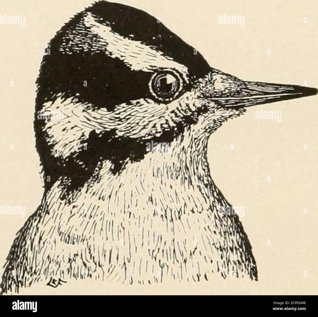 Bounding flight bird hi-res stock photography and images - Alamy