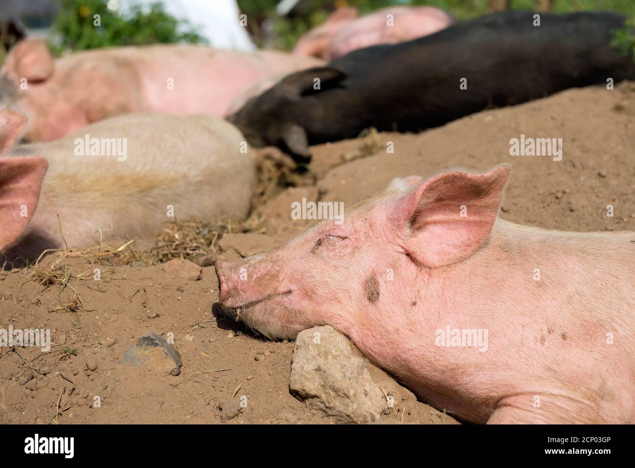 Piglets on a summer day at the farm are sleeping Stock Photo - Alamy