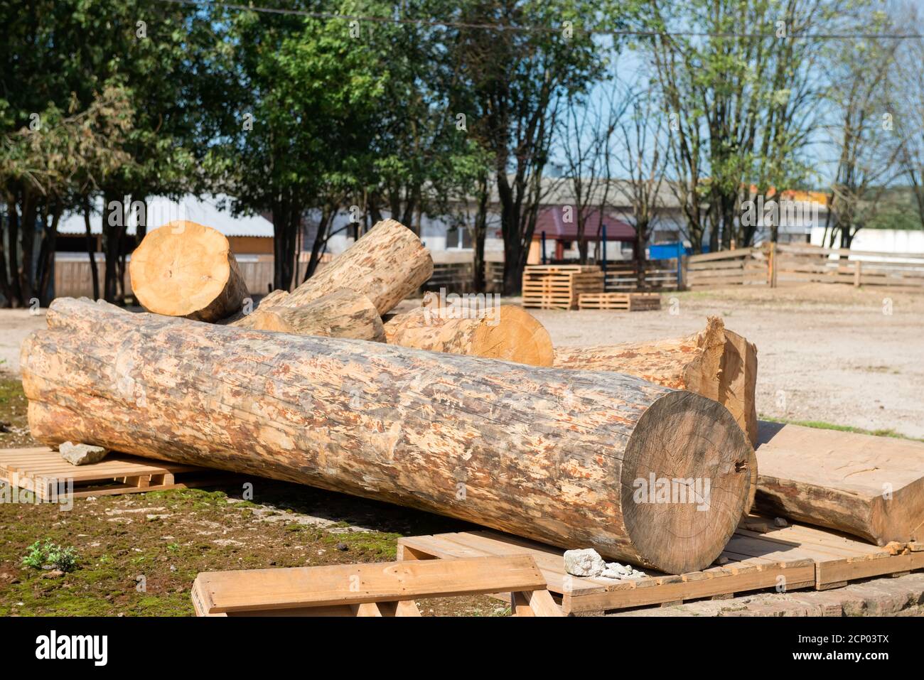 Construction of a wooden house from huge trees Stock Photo - Alamy