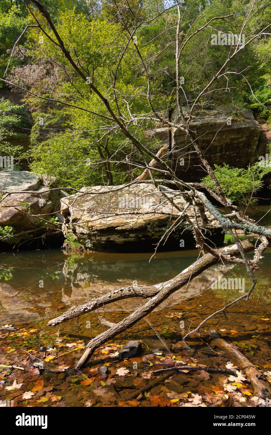 Landscape along the hiking trail at Bell Smith Springs. Shawnee ...