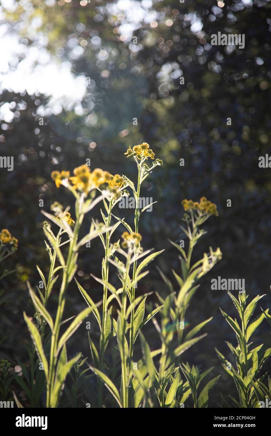 Fuchsian High Resolution Stock Photography and Images - Alamy