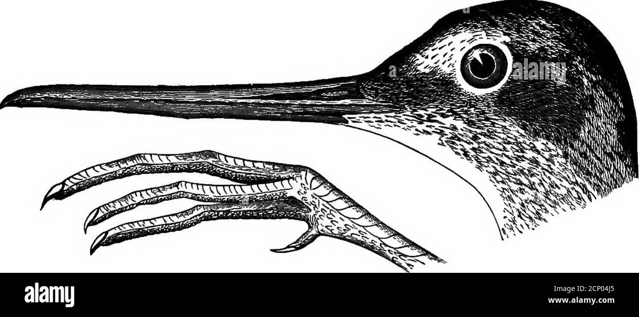 Lateral grooves Cut Out Stock Images & Pictures - Alamy