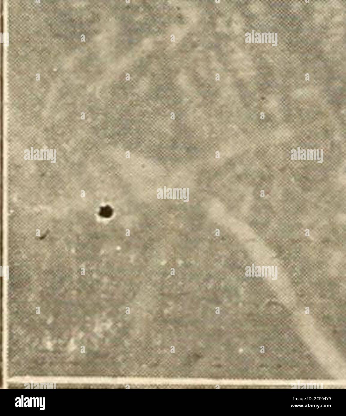 . The Oölogist for the student of birds, their nests and eggs Stock ...