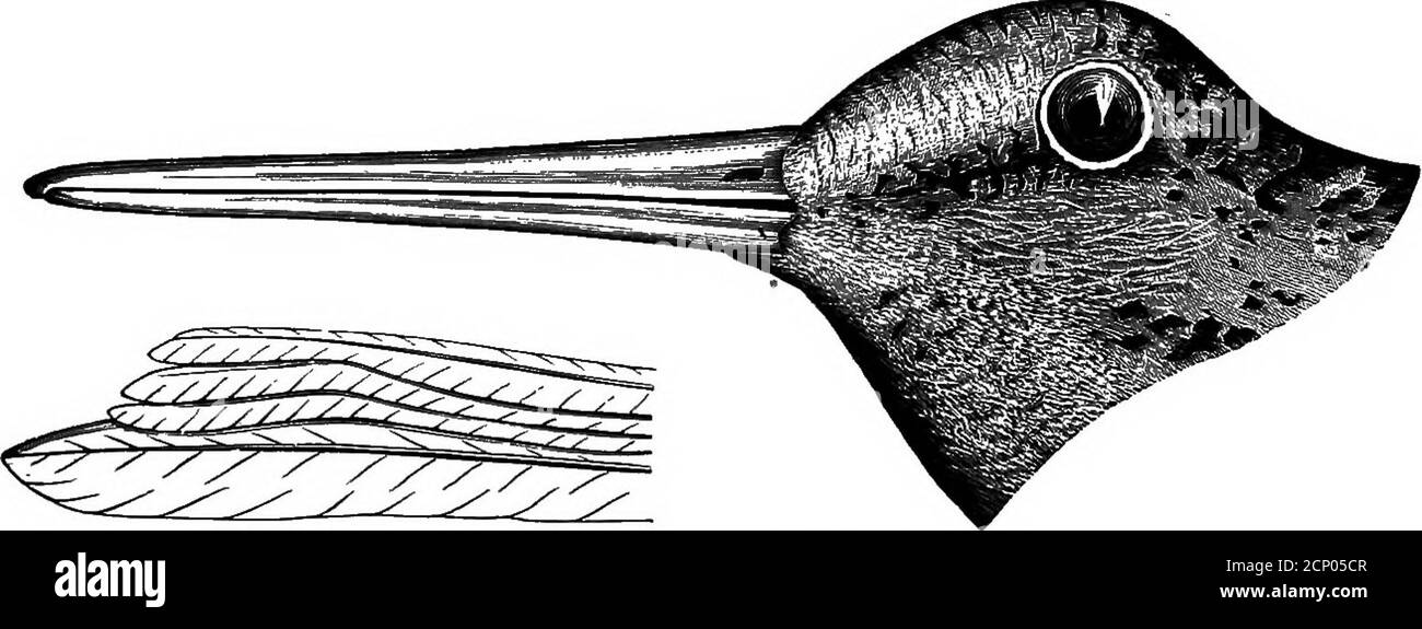 Recurved bill Black and White Stock Photos & Images - Alamy