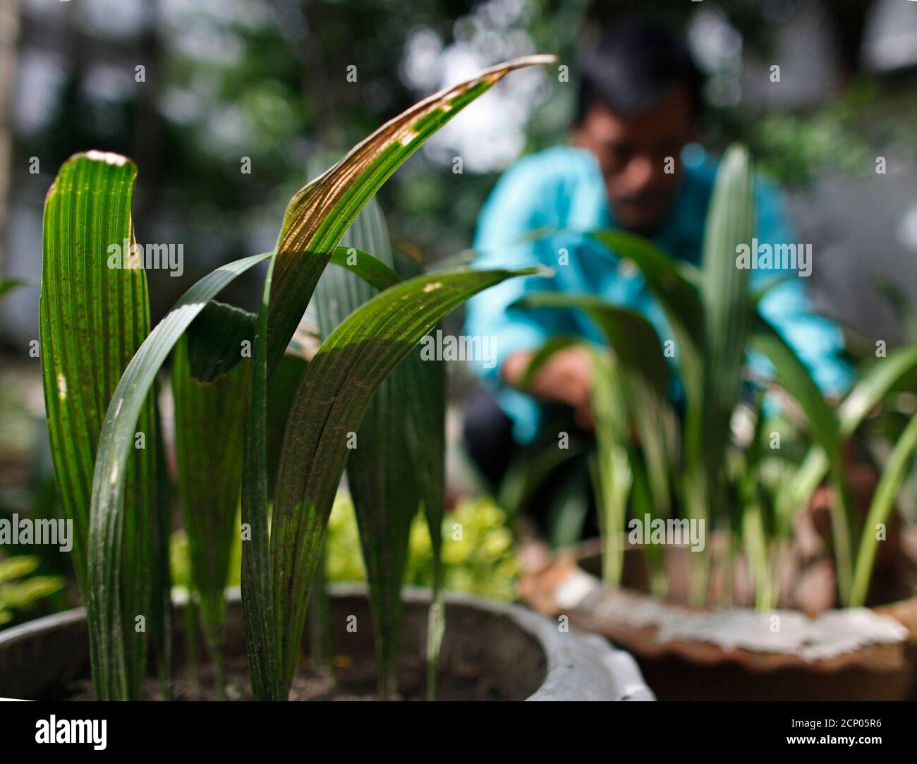 Corypha taliera hi-res stock photography and images - Alamy