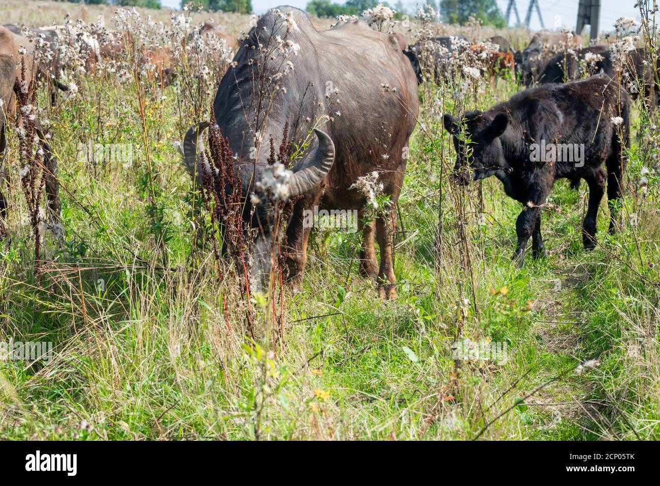 Buffalo grass garden lawn hi-res stock photography and images - Alamy
