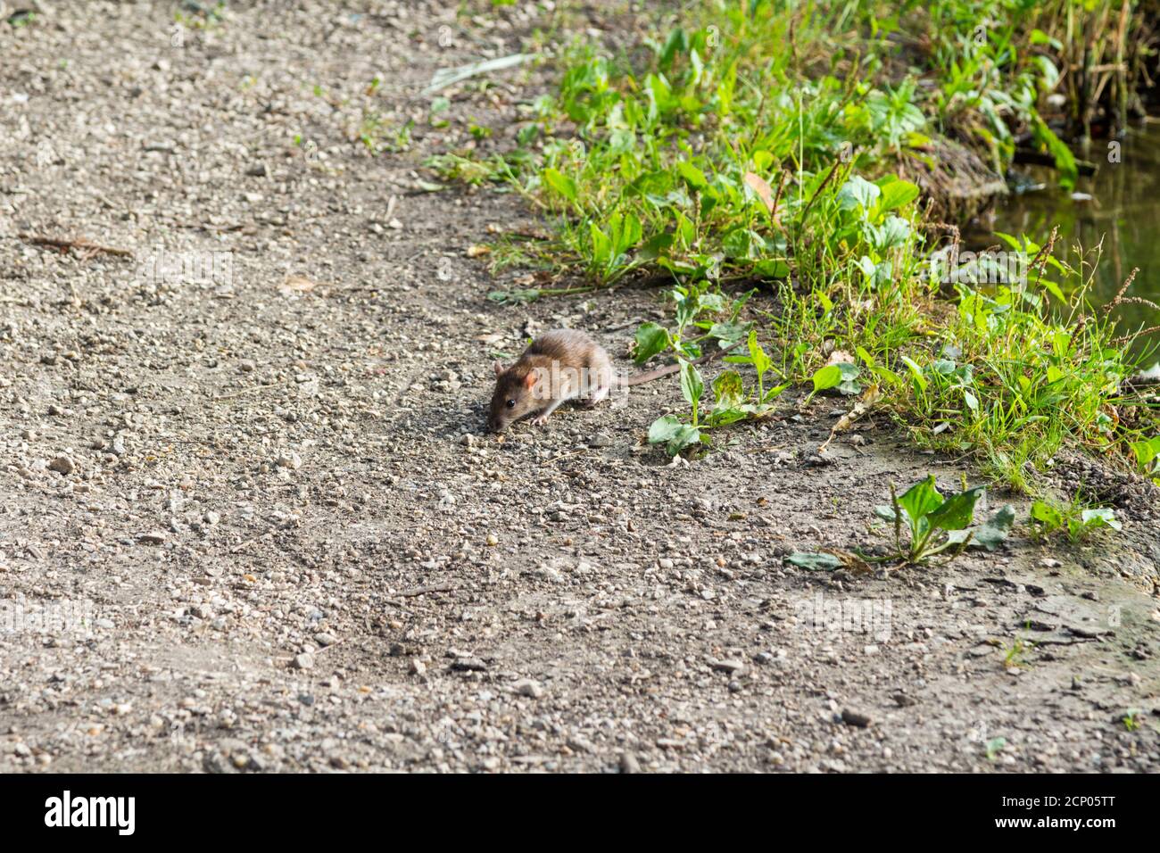 Sewer rat hi-res stock photography and images - Alamy