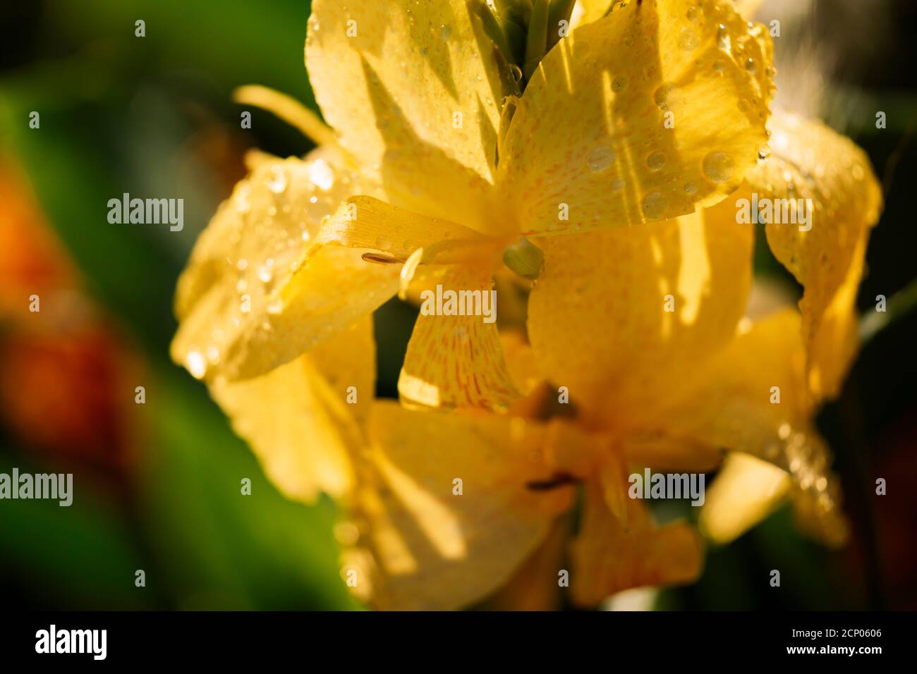 Bearded lily flower flowers hi-res stock photography and images - Alamy