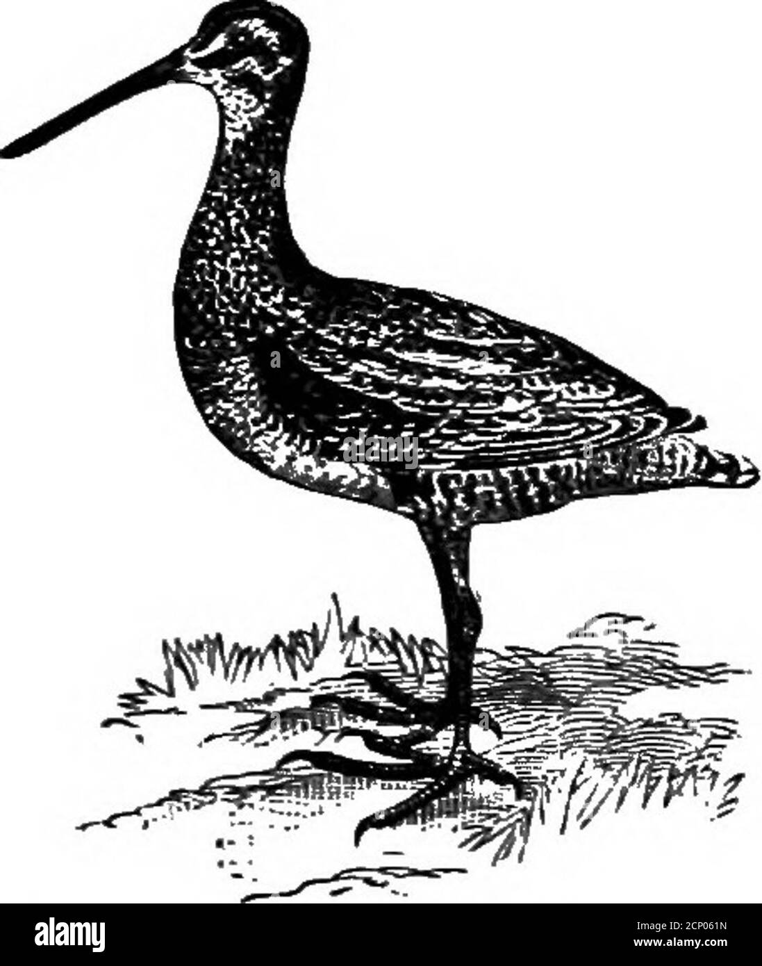 California snipe Black and White Stock Photos & Images - Alamy