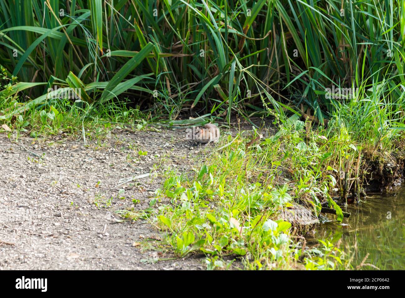 Sewer Rats High Resolution Stock Photography and Images - Alamy