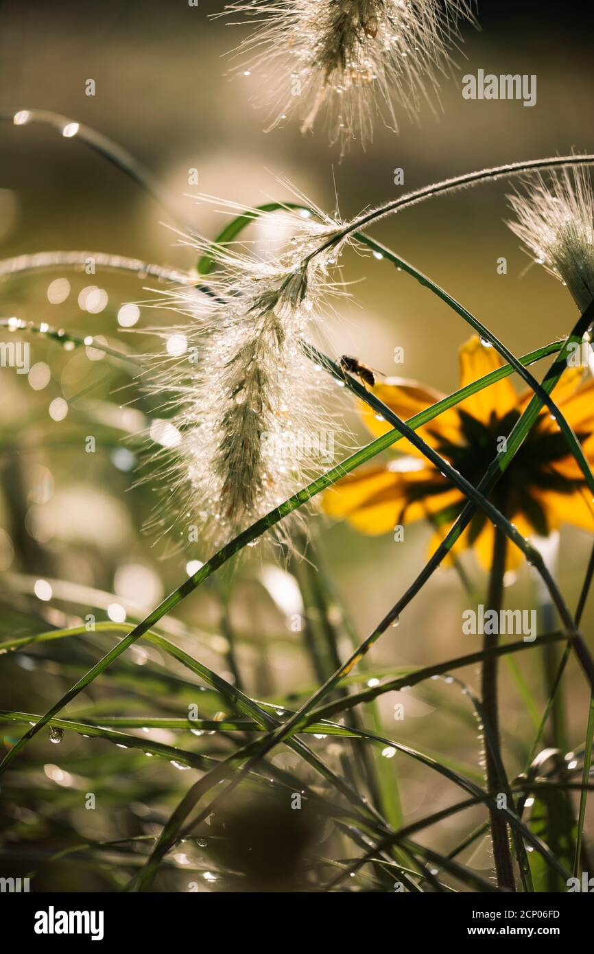 Grass lamp hi-res stock photography and images - Alamy