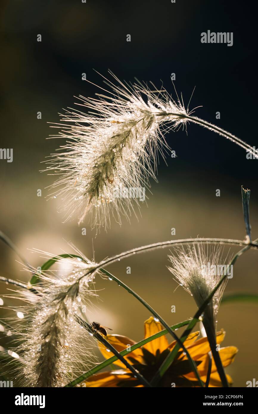 Lamp cleaner grass Stock Photo - Alamy