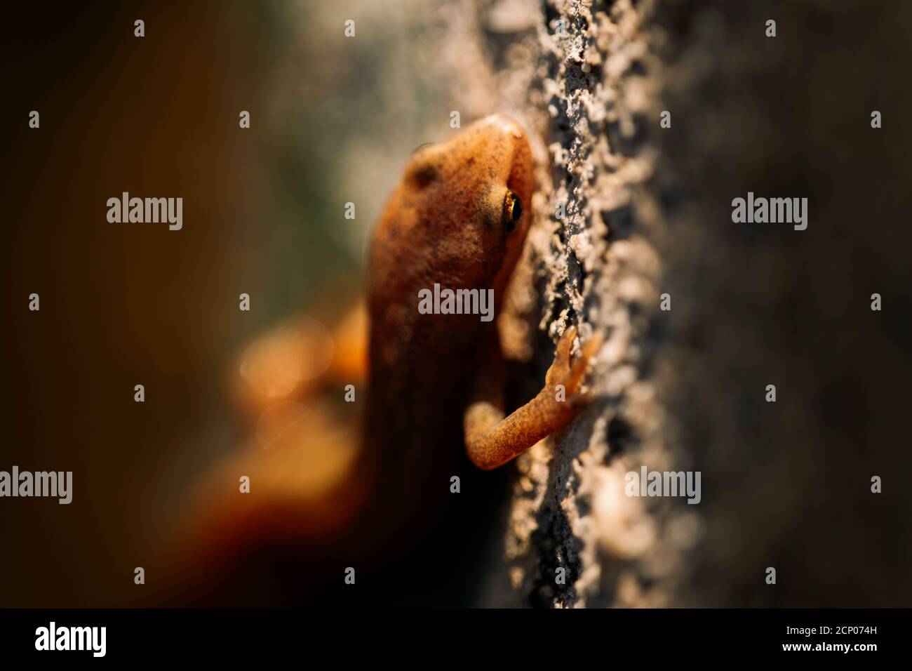 Land newt hi-res stock photography and images - Alamy