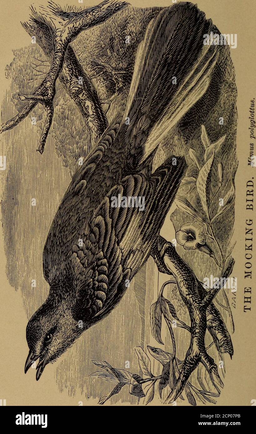 . Cecil's book of birds . alarmed, but the old hand un-concernedly ...