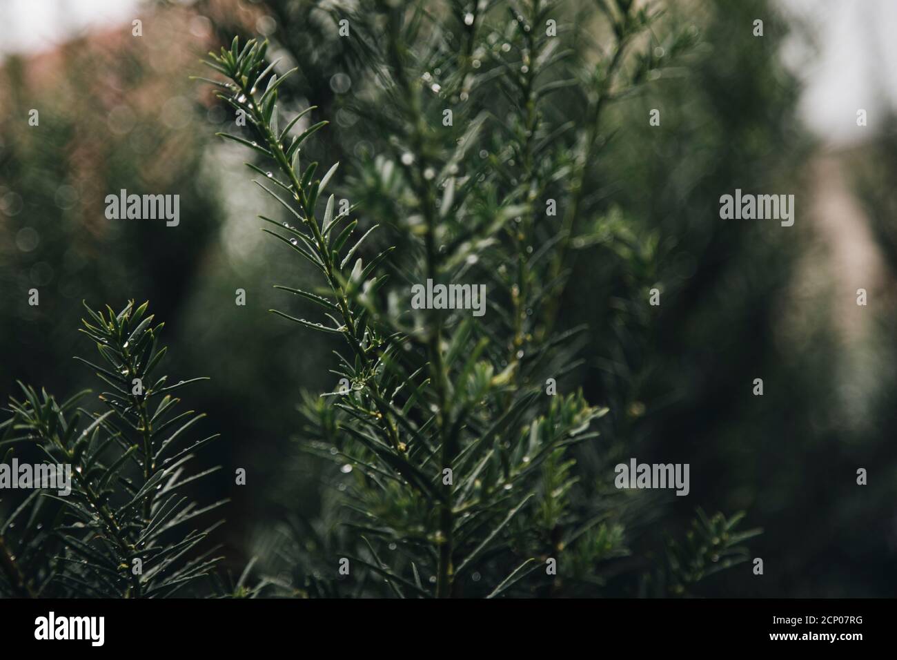 Yew tree trees yews hi-res stock photography and images - Alamy