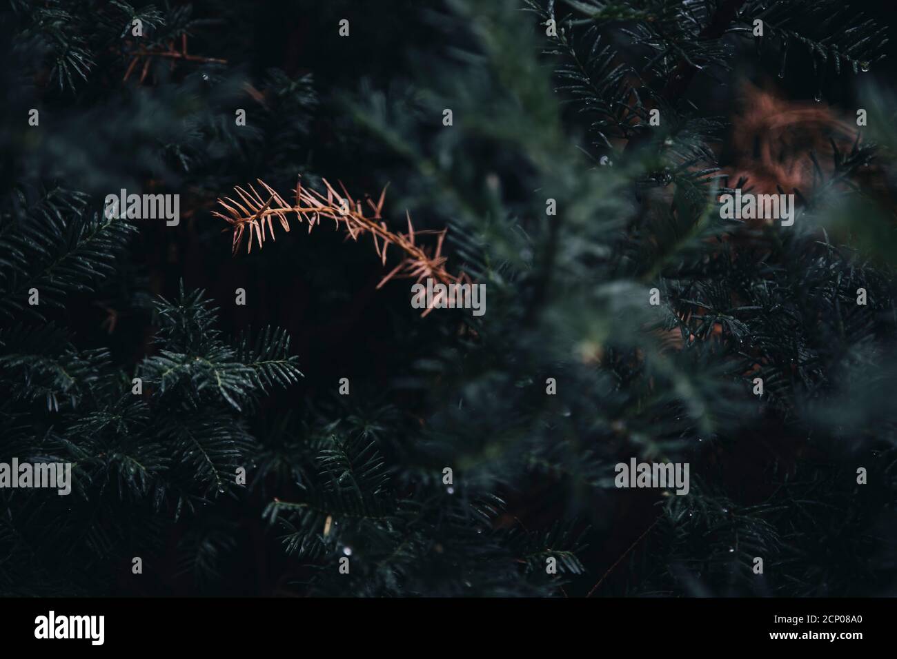 Yew plants hi-res stock photography and images - Alamy