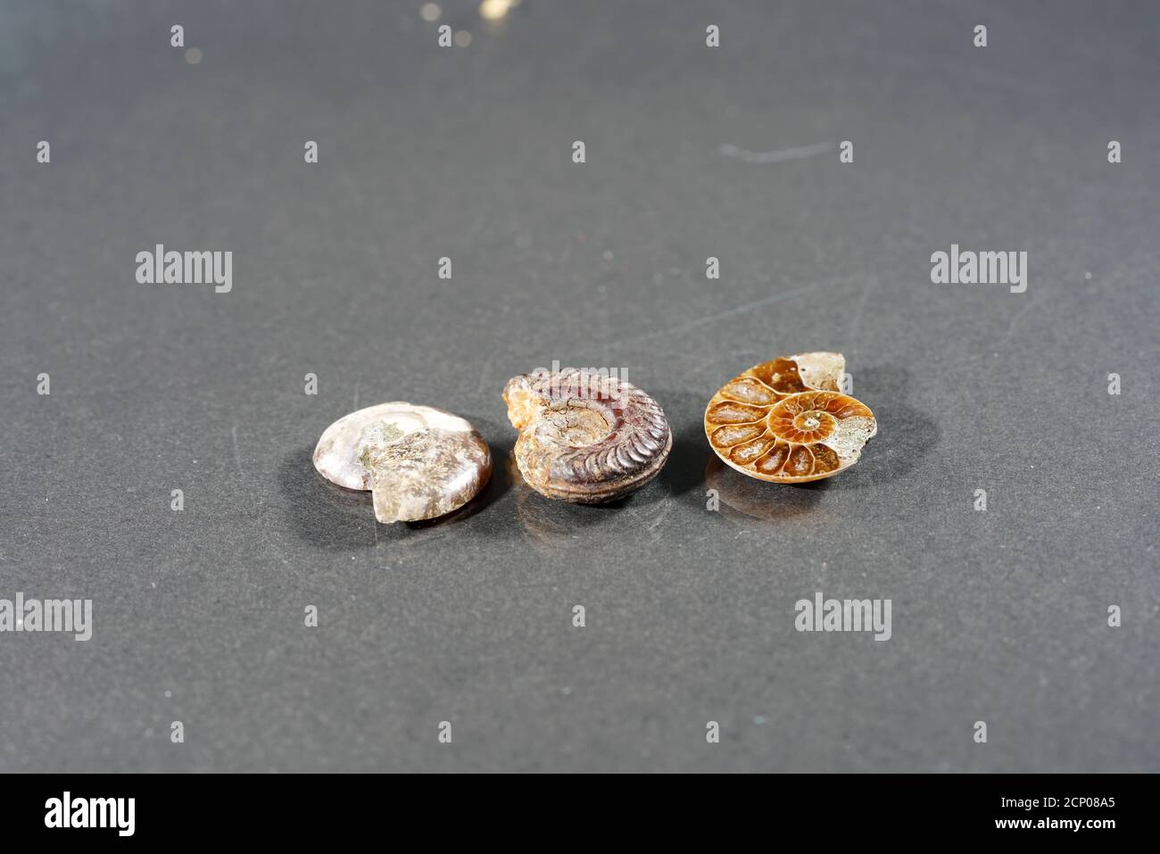 High angle shot of the fossils of snails Stock Photo - Alamy