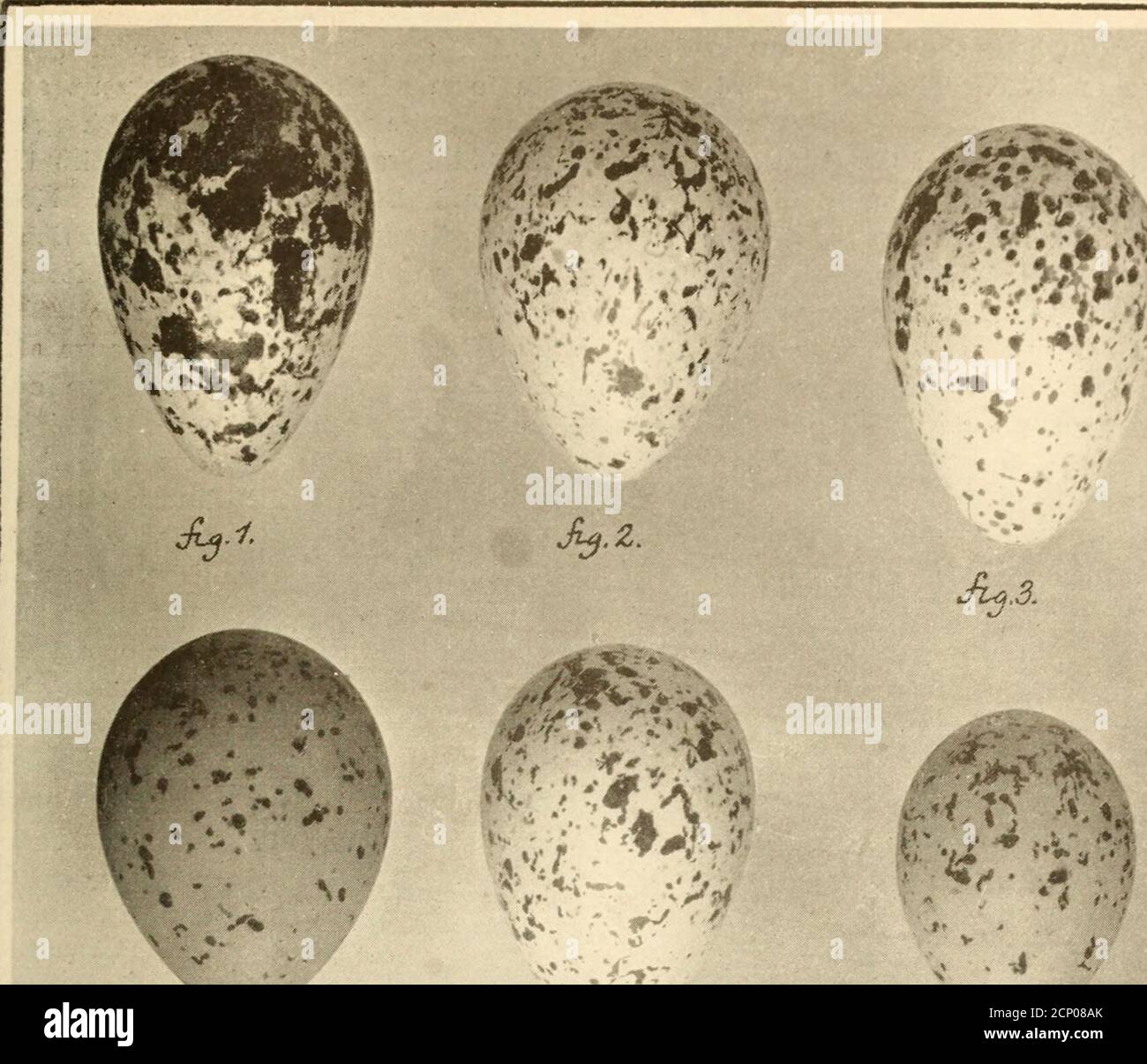 . The Oölogist for the student of birds, their nests and eggs . Ji^.S ...