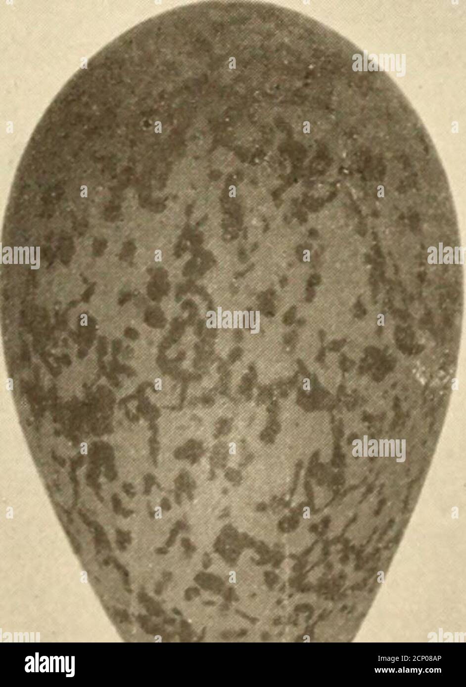 . The Oölogist for the student of birds, their nests and eggs . ^ 7 ...