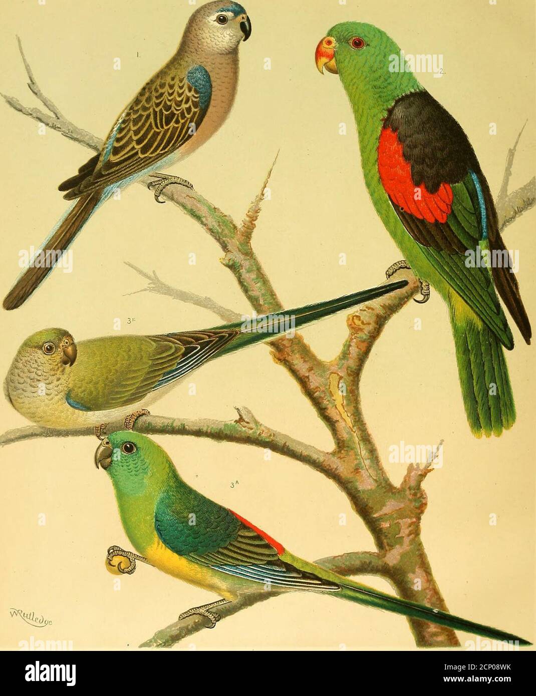 . The illustrated book of canaries and cage-birds, British and foreign ...