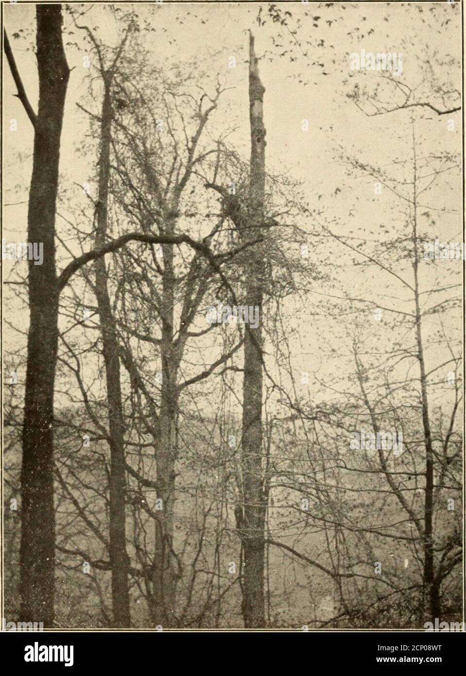 Nested bells hi-res stock photography and images - Alamy